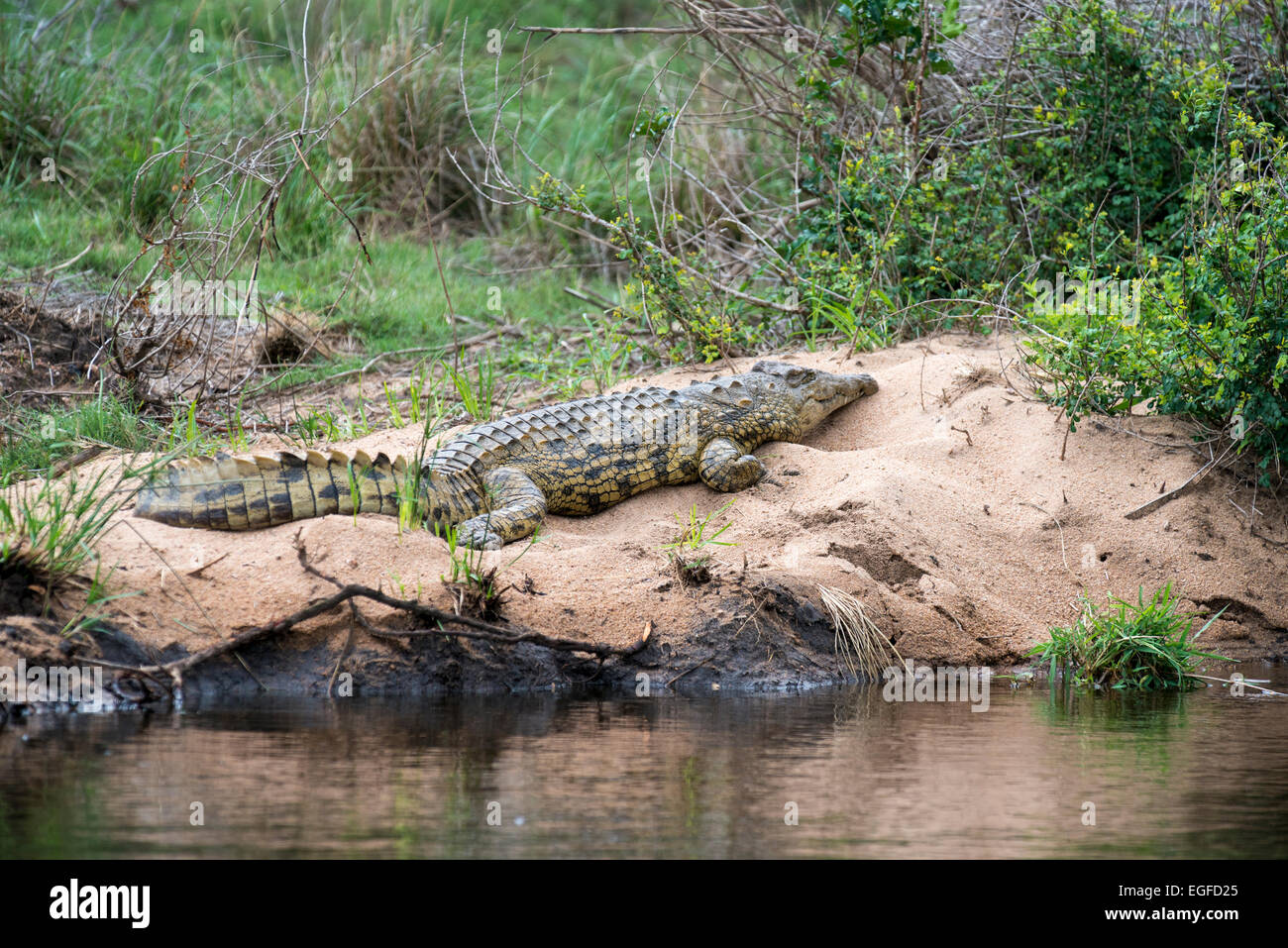 Sleeping crocodile hi-res stock photography and images - Alamy