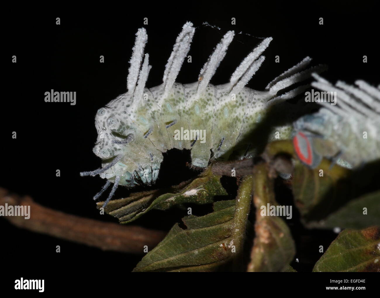 Atlas de mariposa hi-res stock photography and images - Alamy