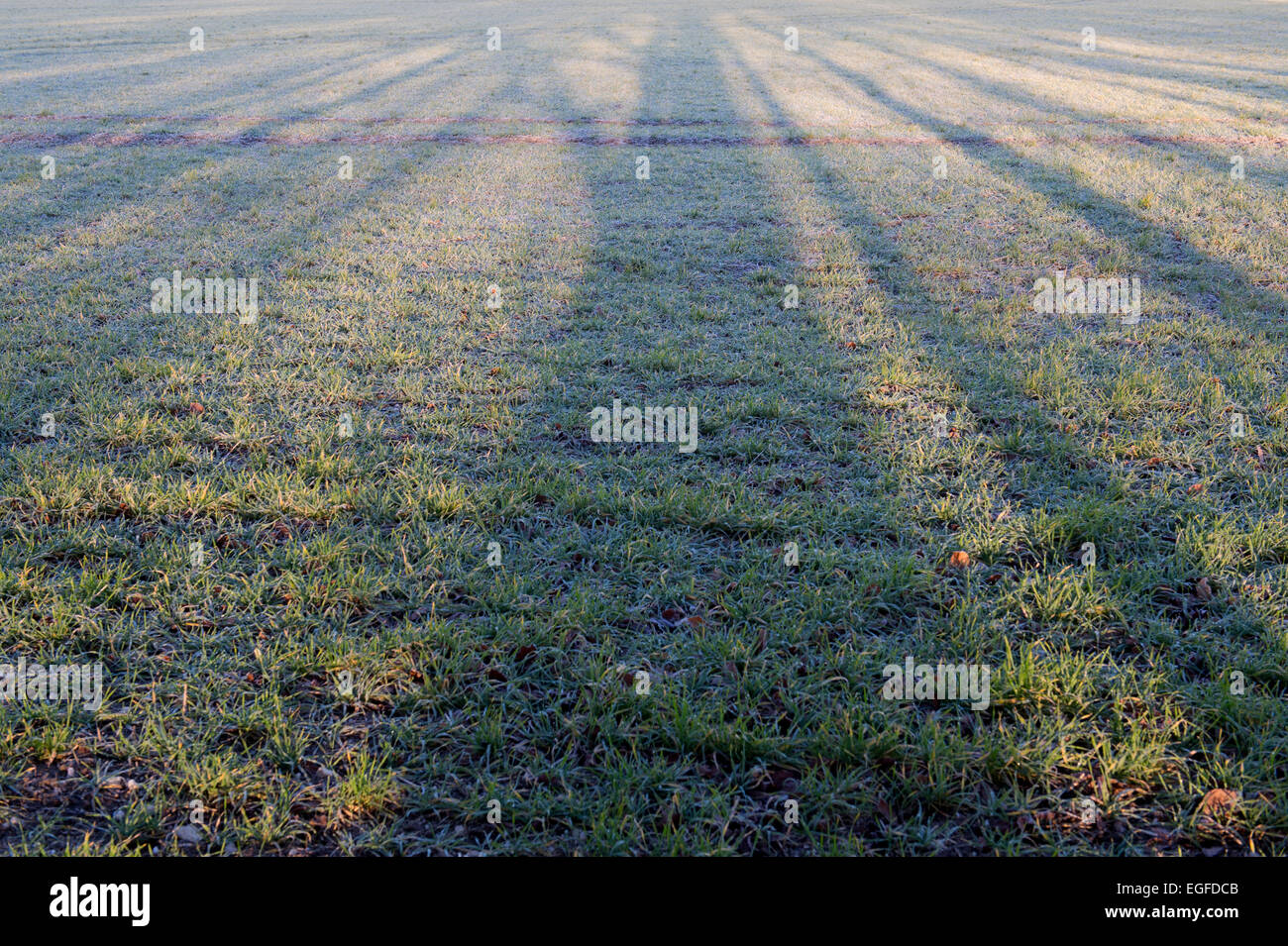 Long shadows trees hi-res stock photography and images - Alamy