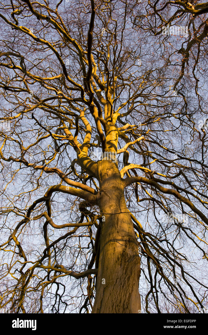Winter beech trees in the cotswold countryside. UK Stock Photo - Alamy