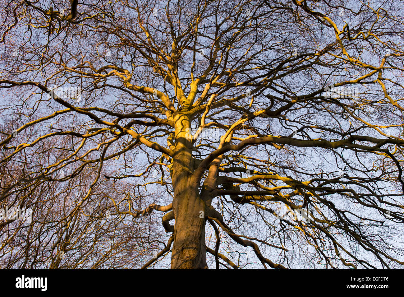 Winter beech trees in the cotswold countryside. UK Stock Photo - Alamy