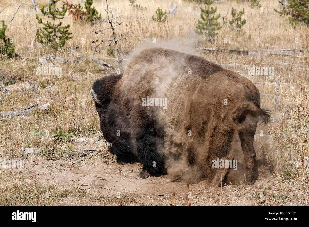 Alpha male american bison hi-res stock photography and images - Alamy