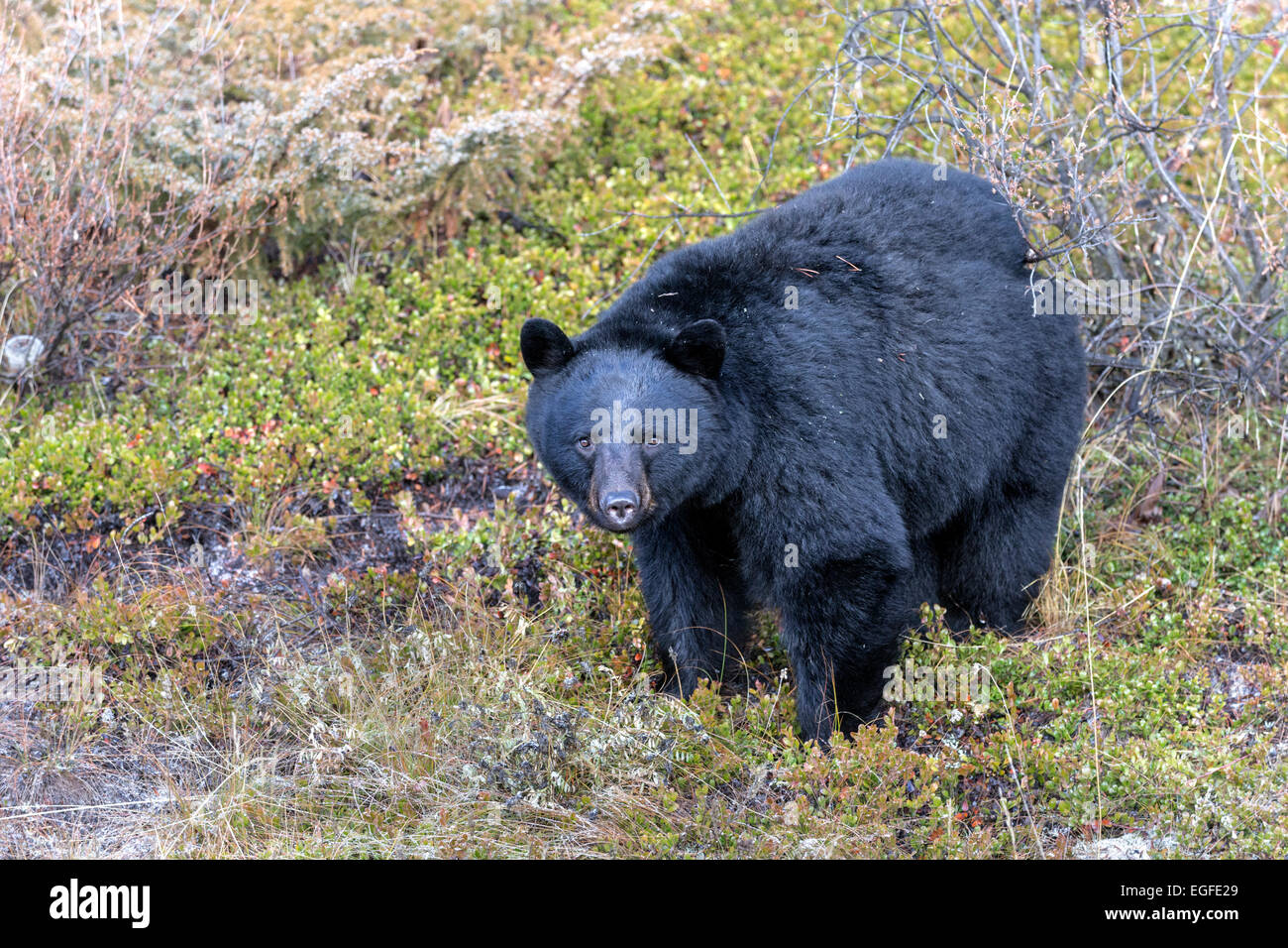 American Black Bear foraging for fall berries Stock Photo - Alamy