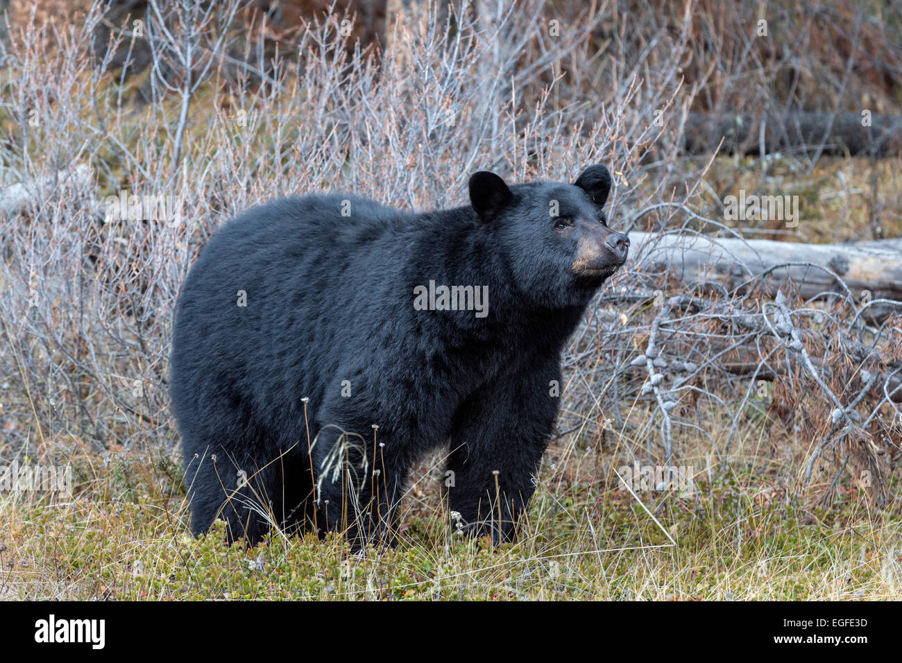 Bear foraging hi-res stock photography and images - Alamy
