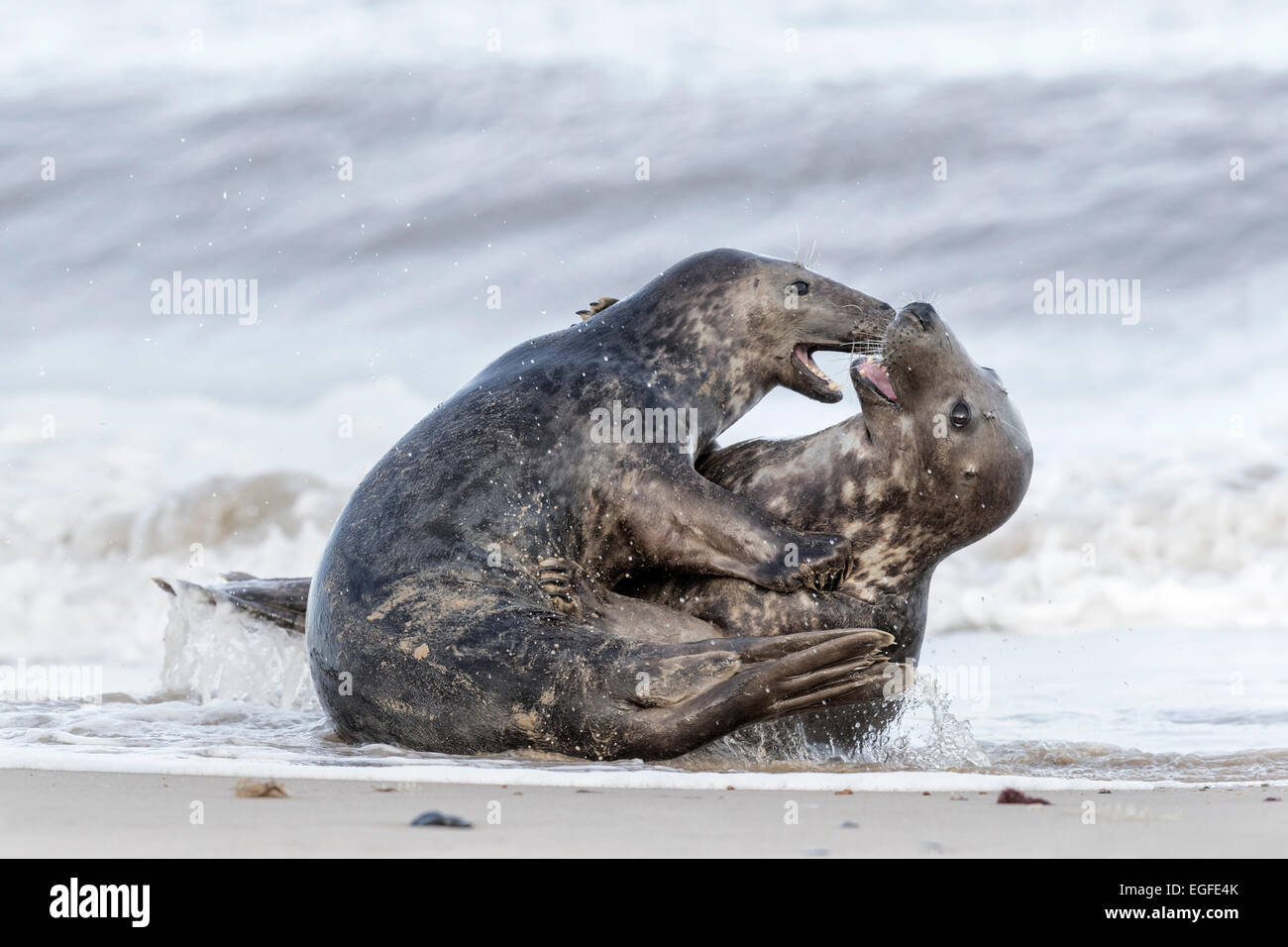 Atlantic Grey Seal's play fighting Stock Photo - Alamy