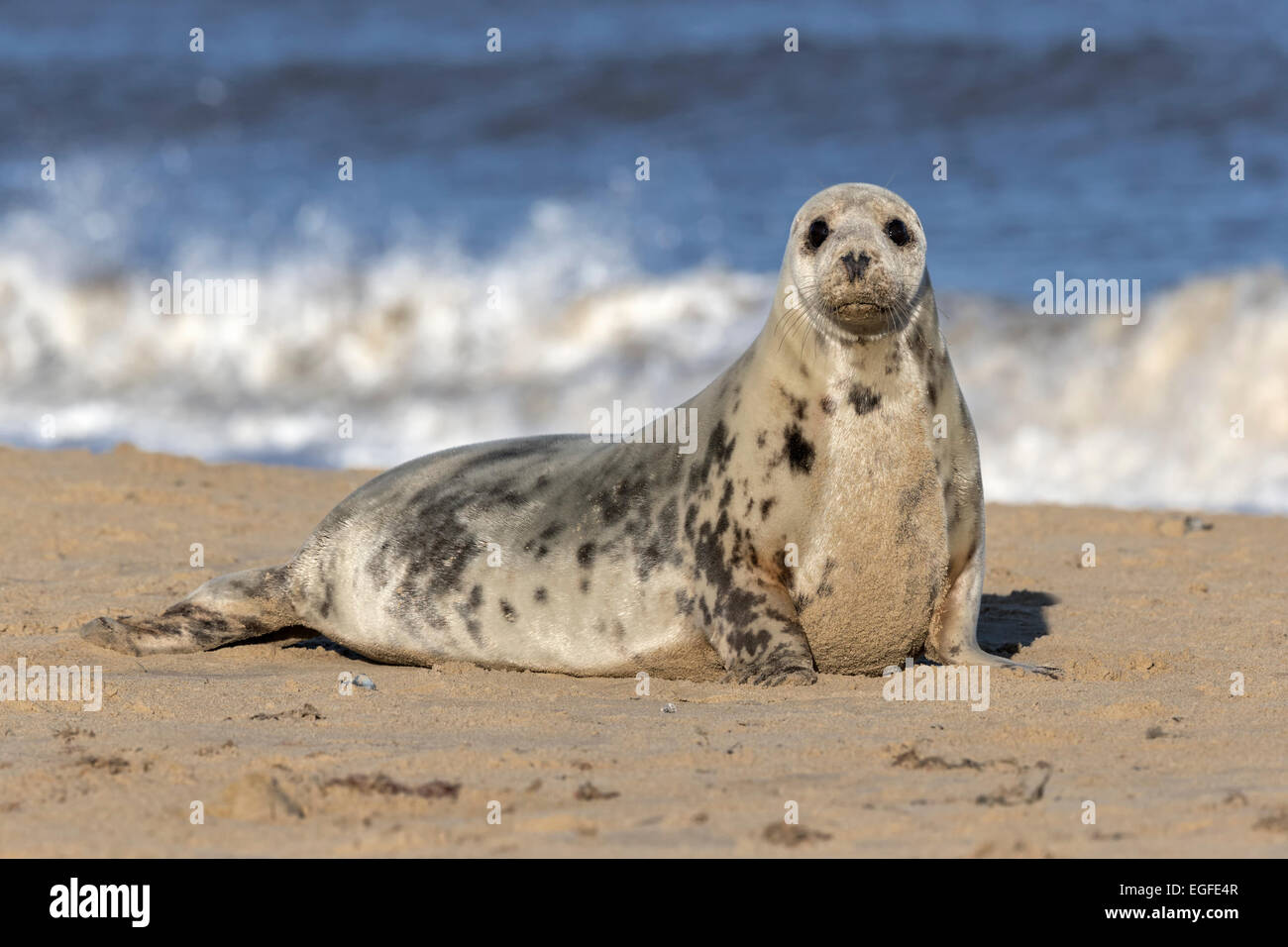 Atlantic Grey Seal female Stock Photo - Alamy