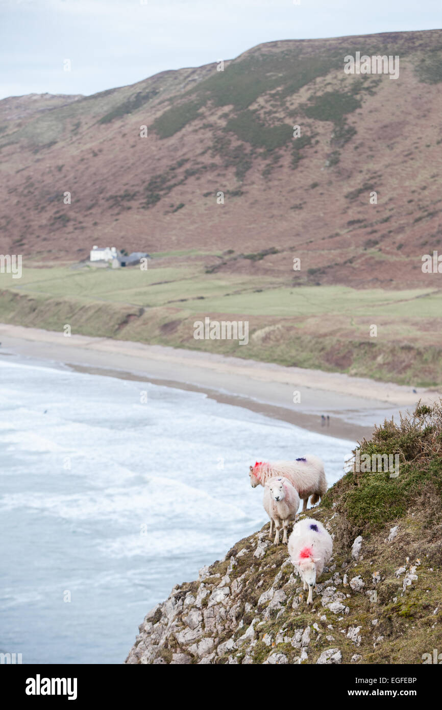 Sheep above Rhossili Beach at Rhosilli Bay, near Worm's Head, Gower ...