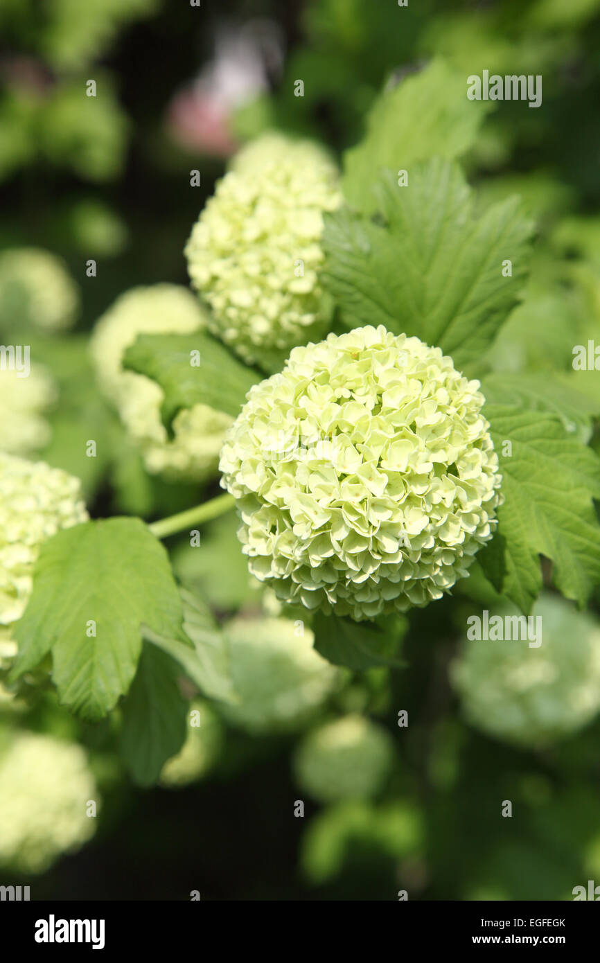 white flowers in the shape of balls bush Stock Photo - Alamy