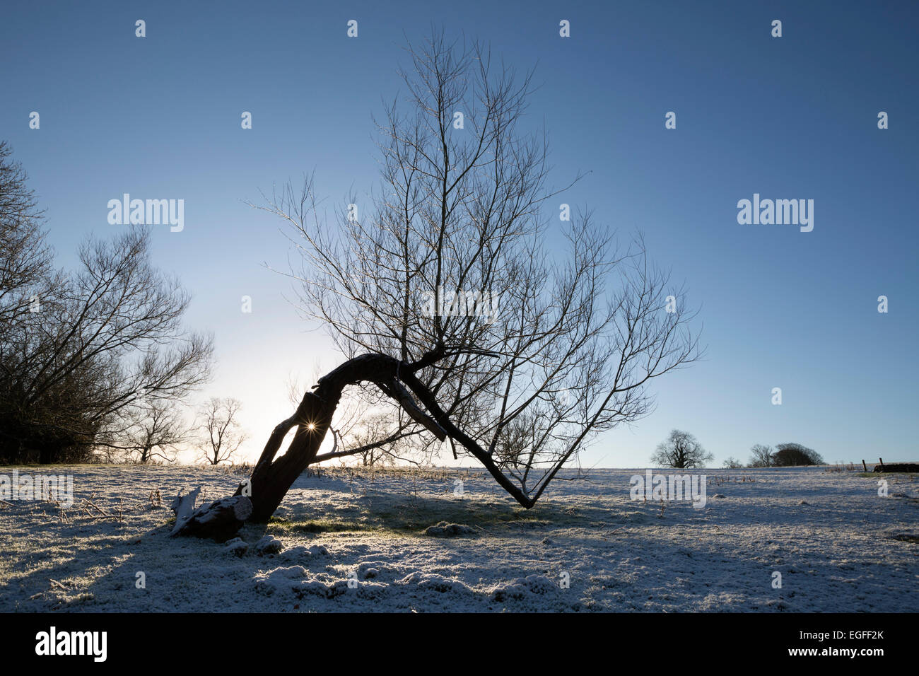 Arched trees hi-res stock photography and images - Alamy