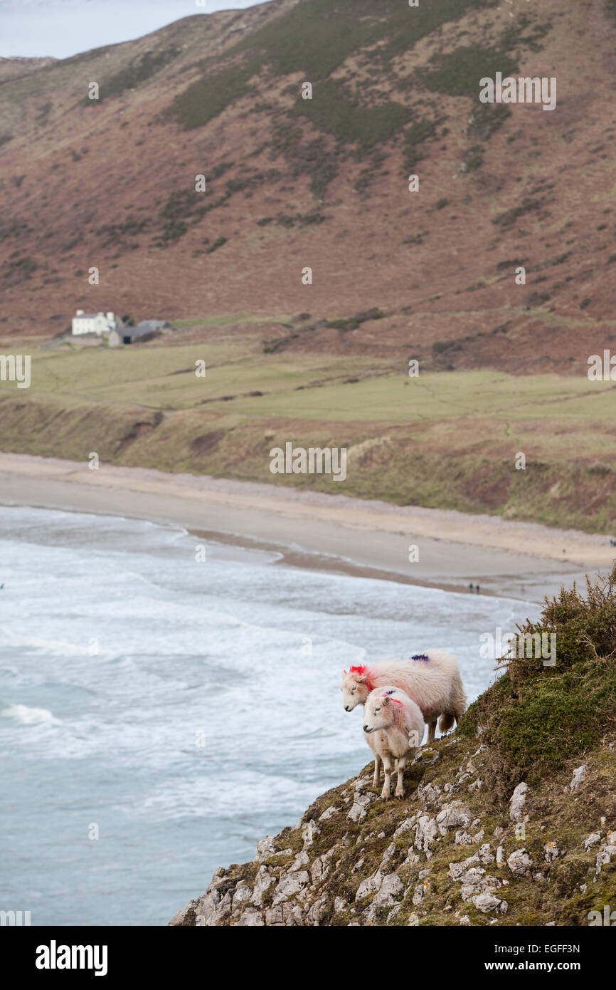 Sheep above Rhossili Beach at Rhosilli Bay, near Worm's Head, Gower ...