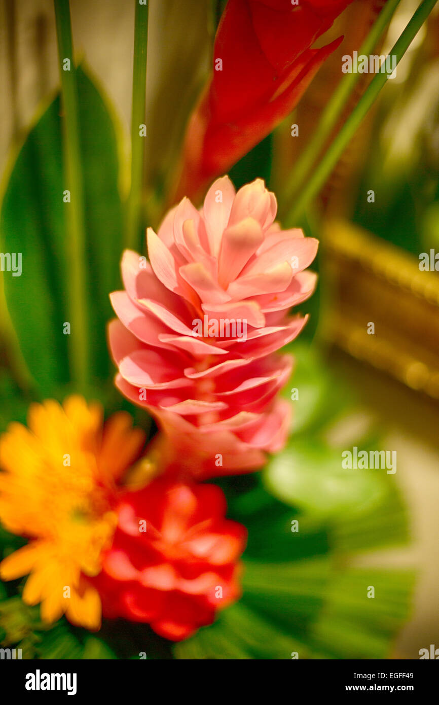 Tropical ginger flower arrangement hi-res stock photography and images ...