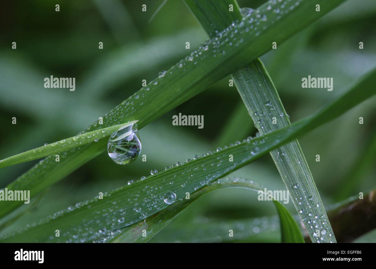 water drops on grass Stock Photo - Alamy