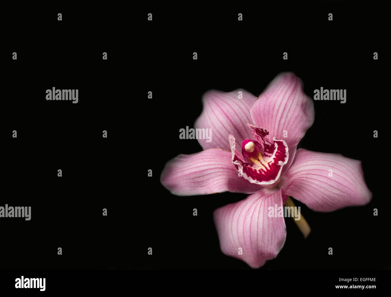 Pink orchids - black background Stock Photo - Alamy