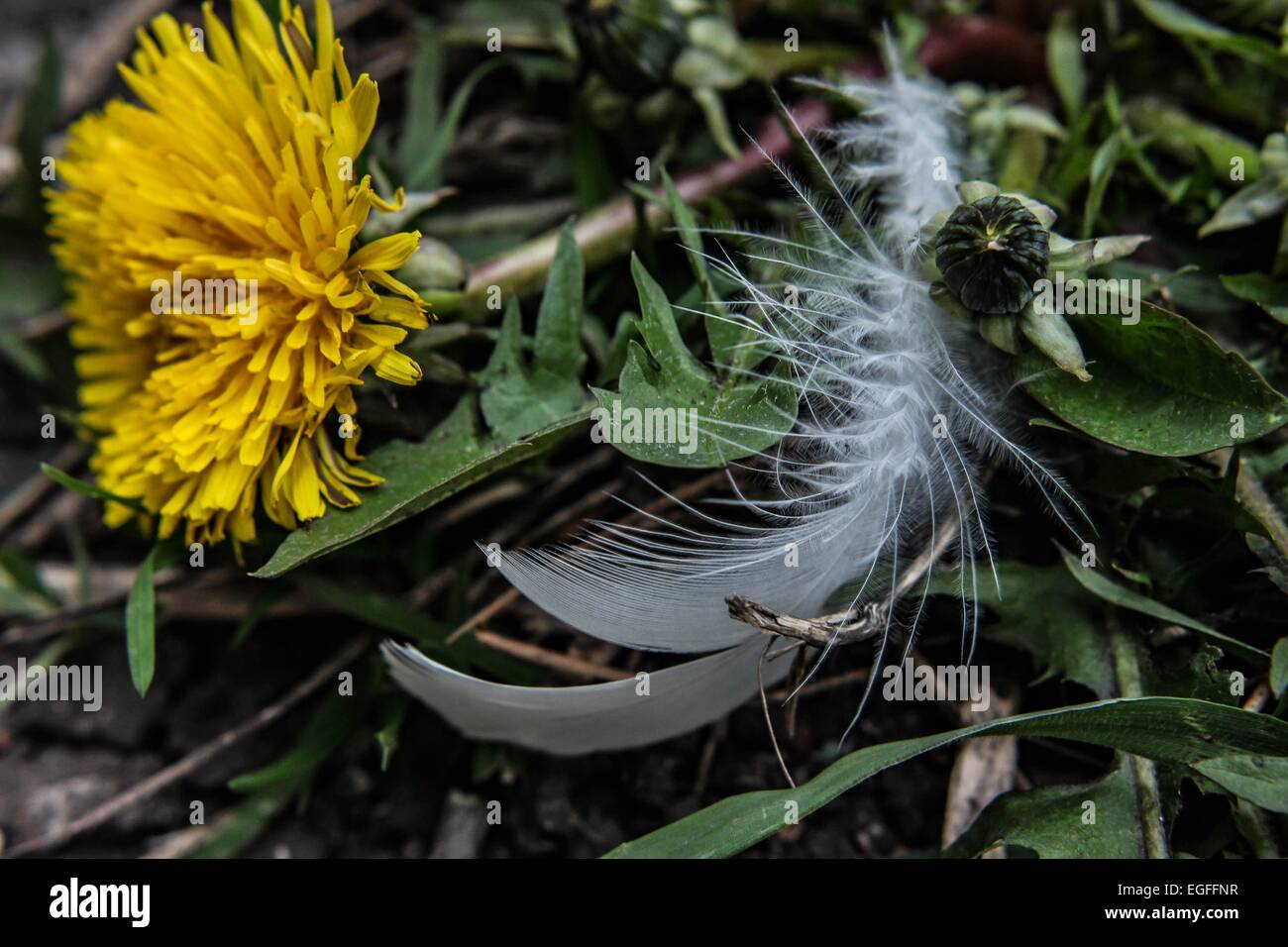 Dandelion bird hi-res stock photography and images - Alamy