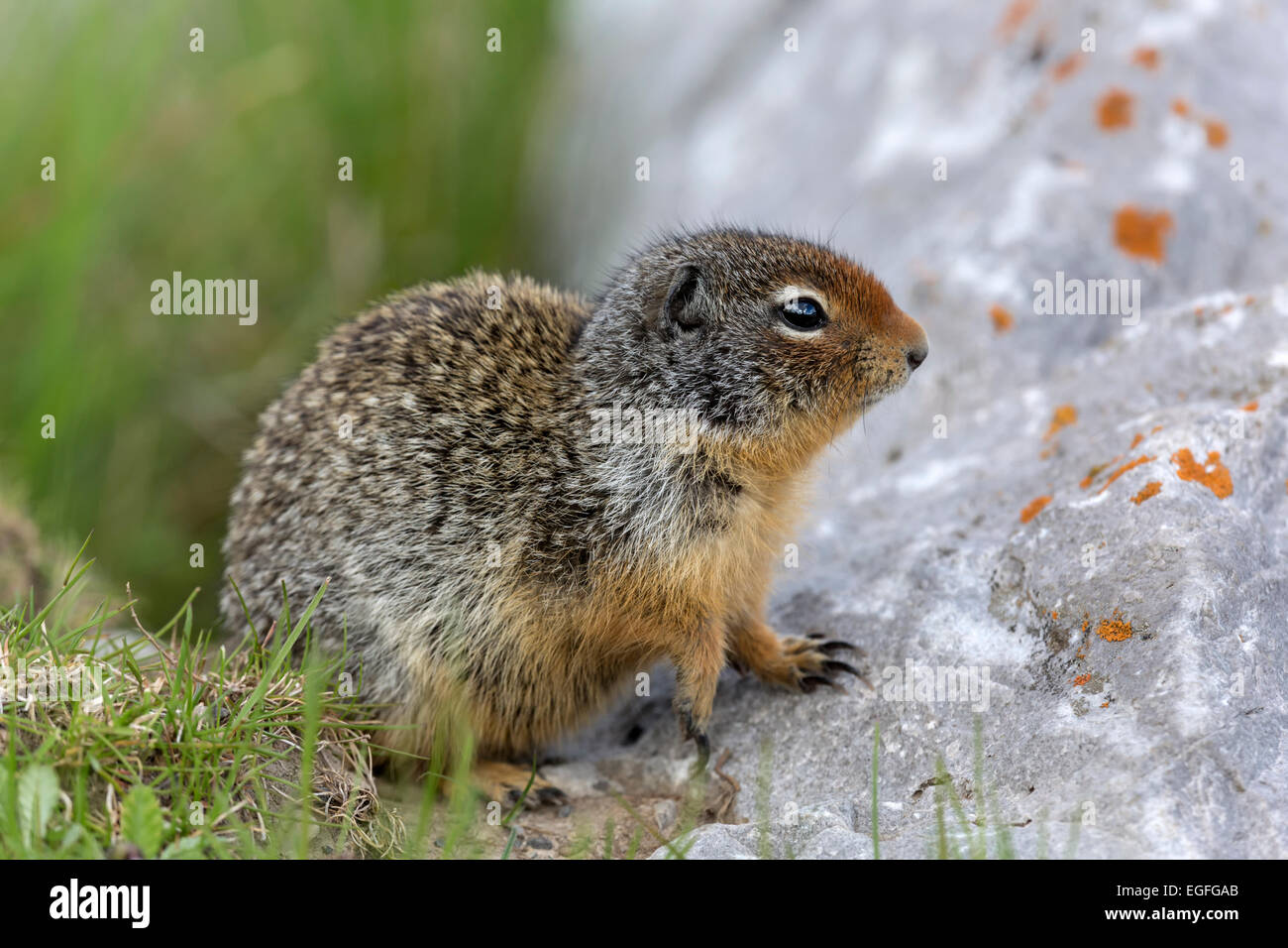 Columbian Ground Squirrel Stock Photo - Alamy