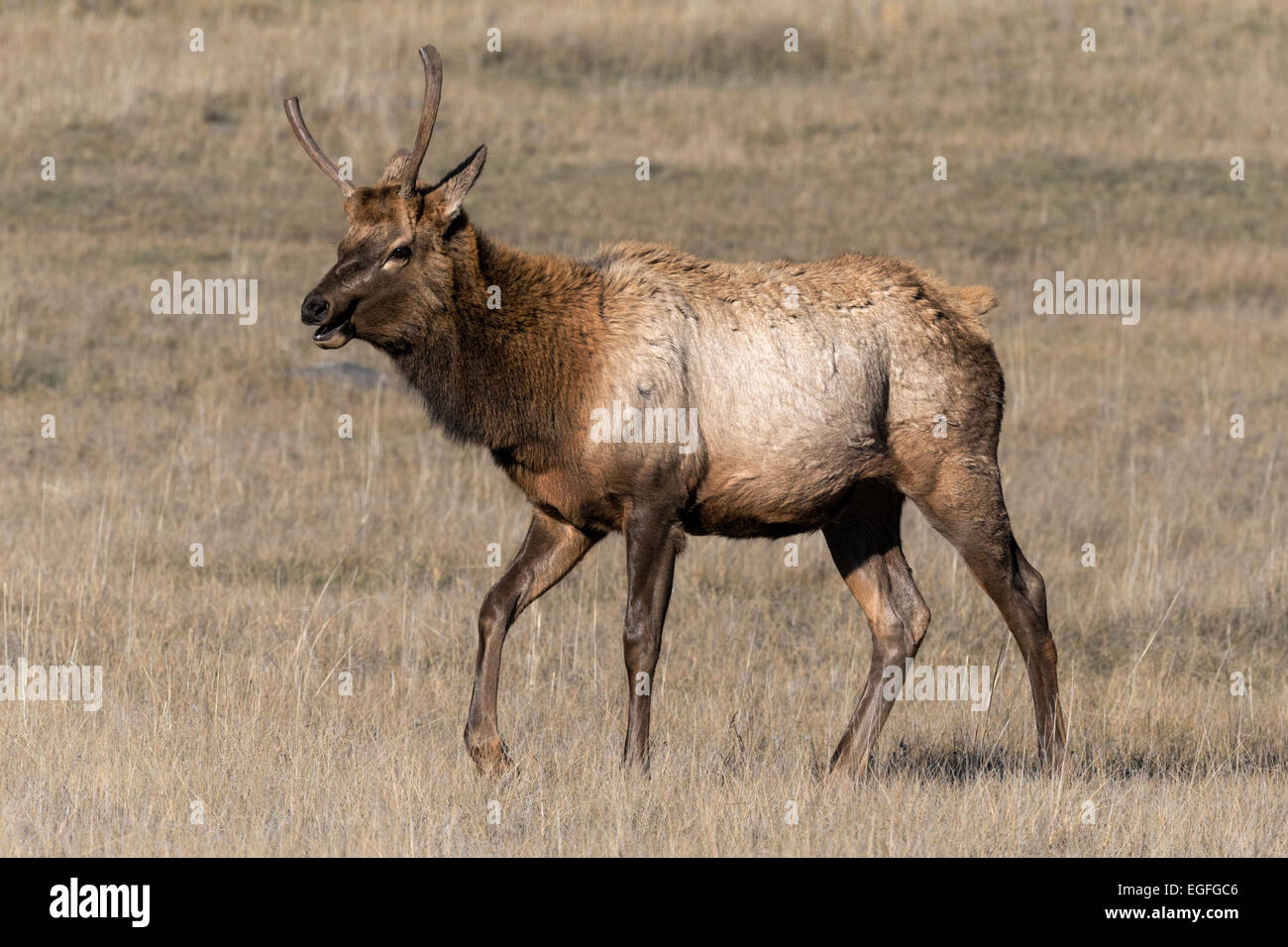 North american elk antler hi-res stock photography and images - Alamy