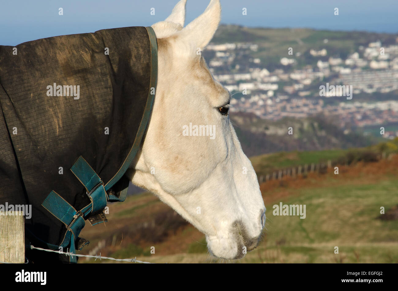 White horse head profile hi-res stock photography and images - Alamy