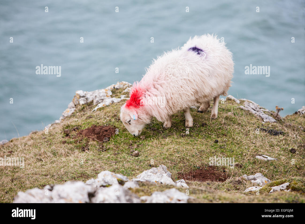 Sheep above Rhossili Beach at Rhosilli Bay, near Worm's Head, Gower ...
