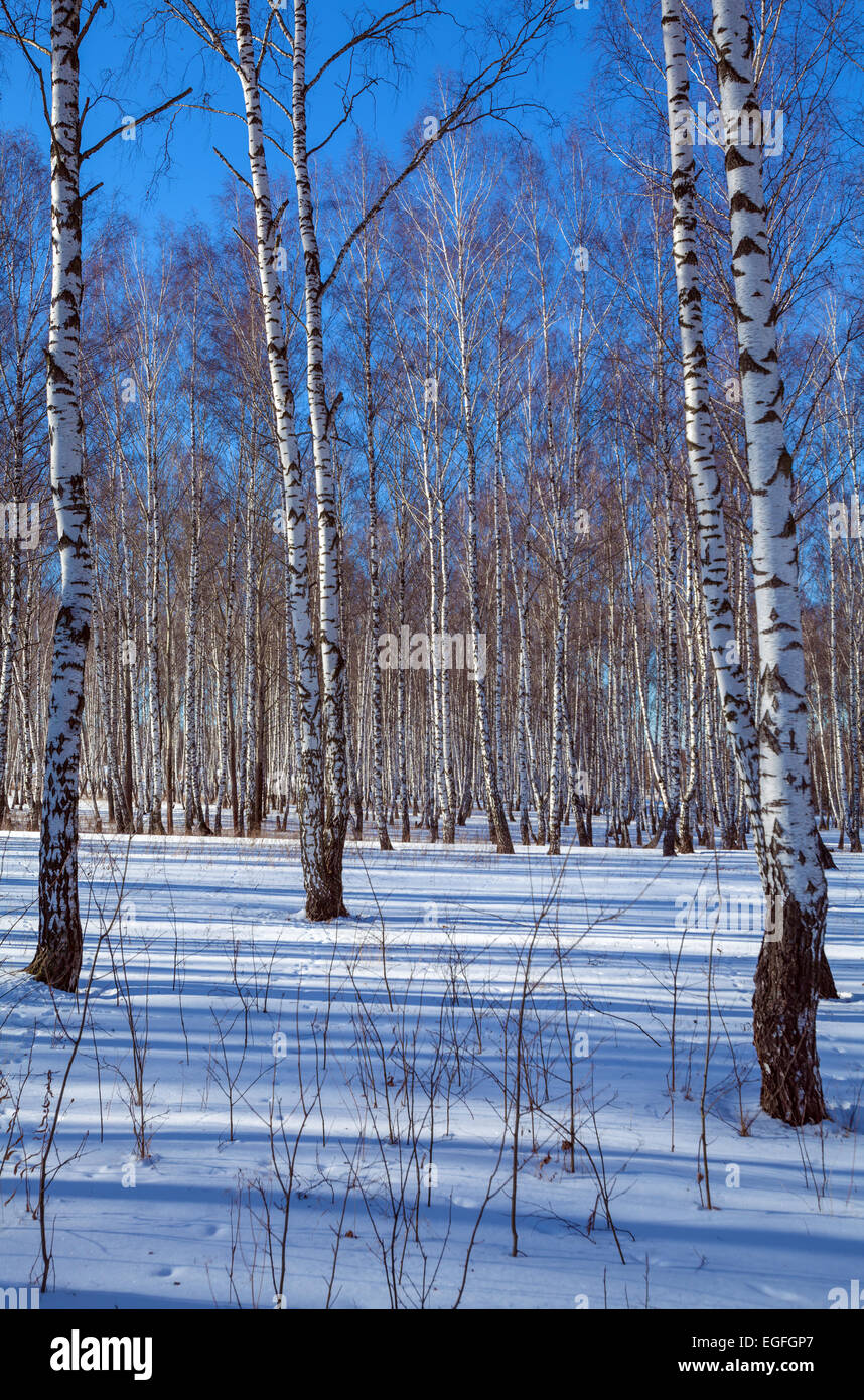 Birch Forest with Snow at Winter Nature Landscape Stock Photo - Alamy