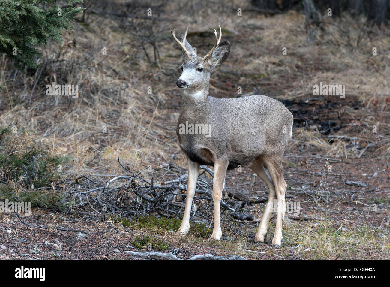 Mule Deer - adult male Stock Photo - Alamy
