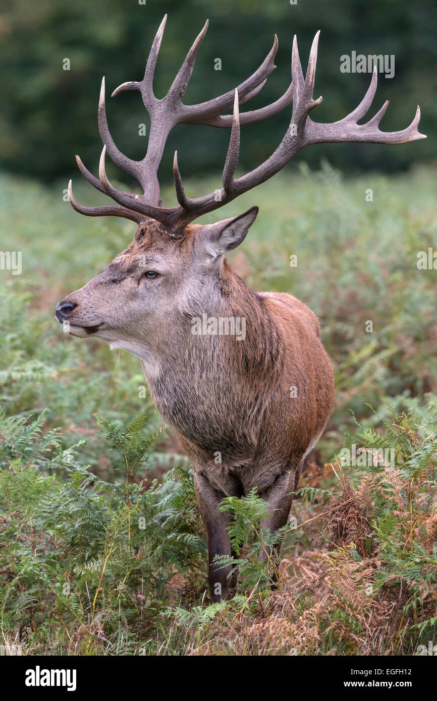 Bull and stag hi-res stock photography and images - Alamy