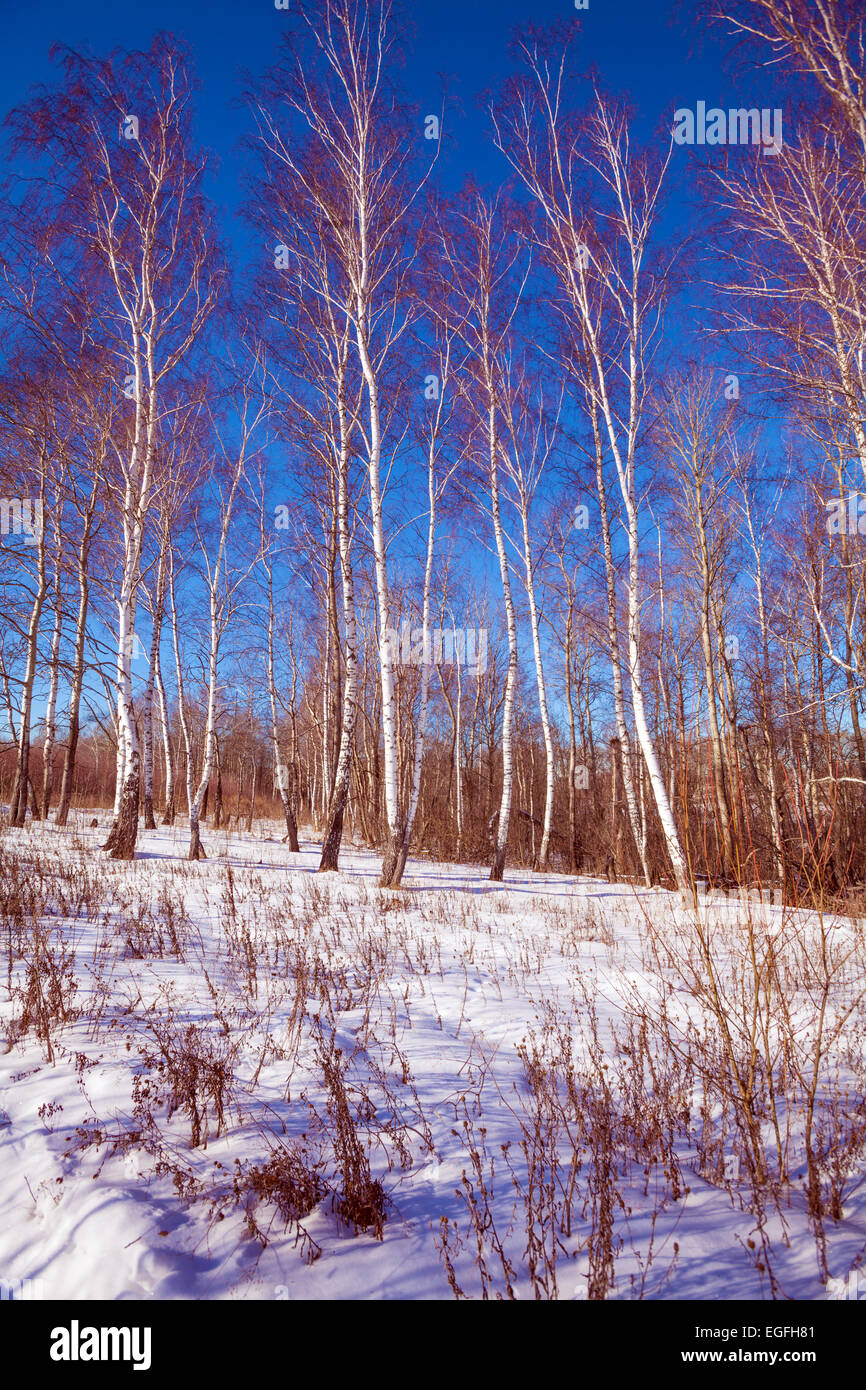 Birch Forest with Snow at Winter Nature Landscape Stock Photo - Alamy