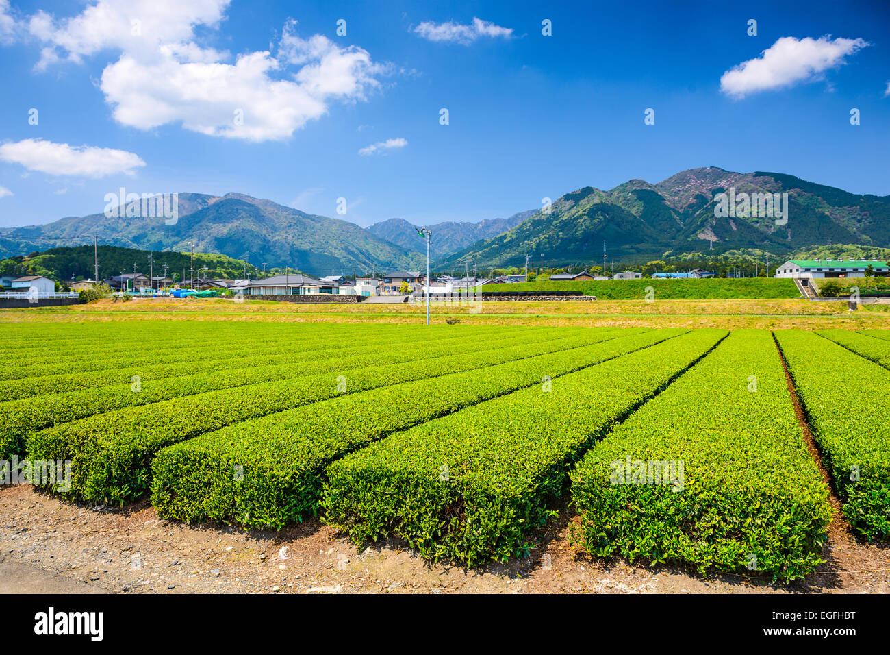 Tea plantation landscape in Yokkaichi, Japan Stock Photo - Alamy
