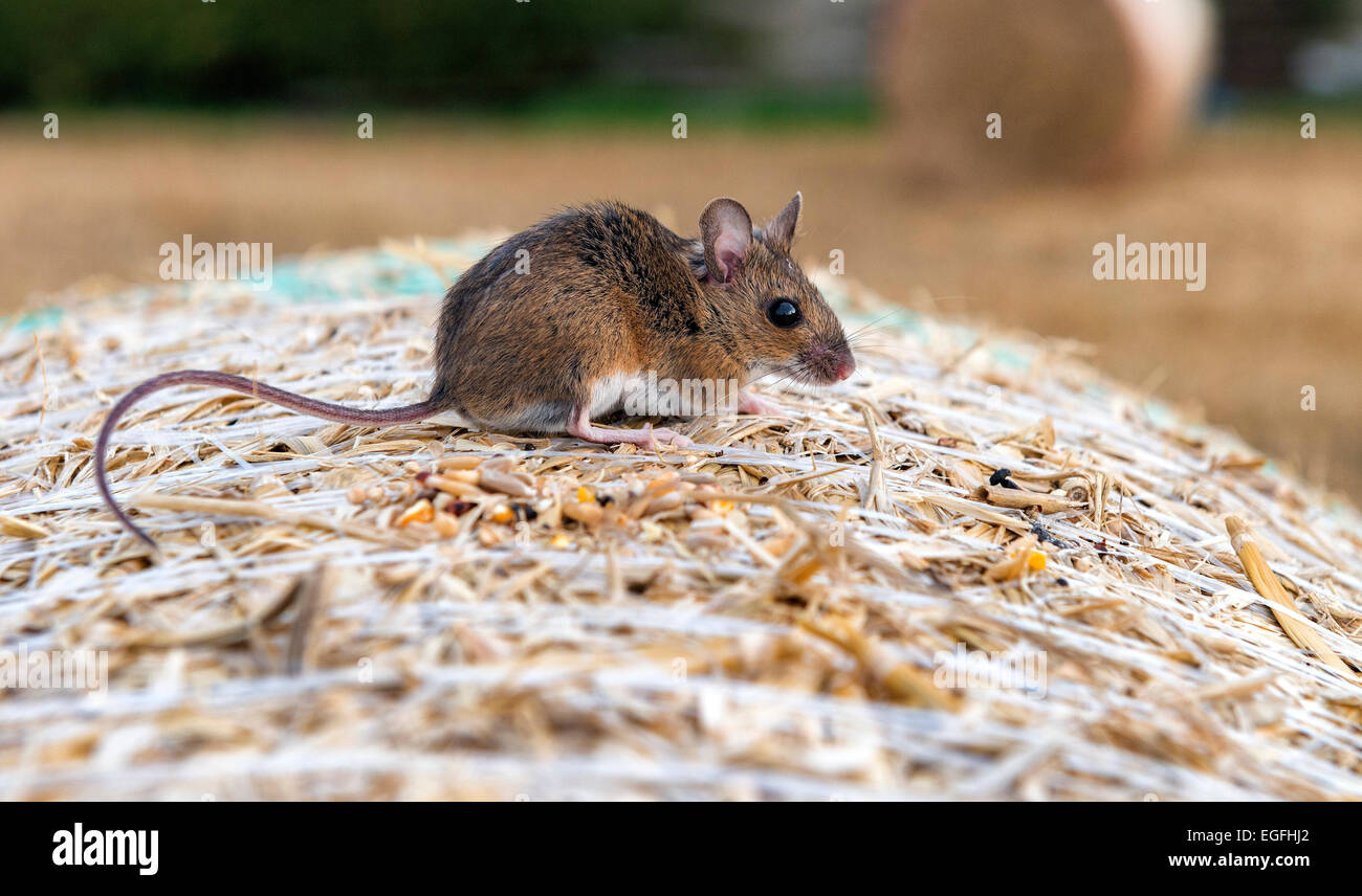 A field mouse on a bale Stock Photo - Alamy