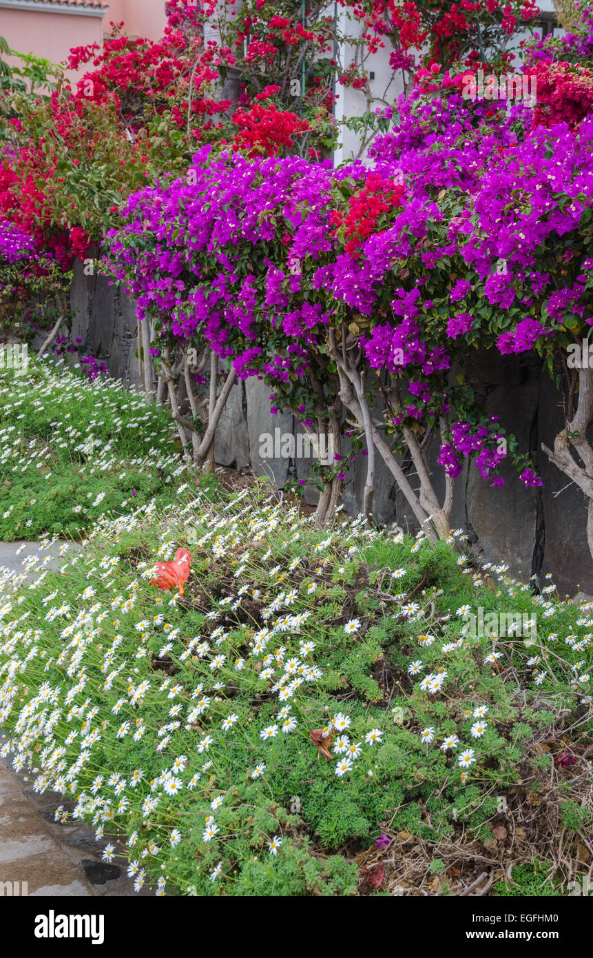 Gorgeous summer flowers hi-res stock photography and images - Alamy