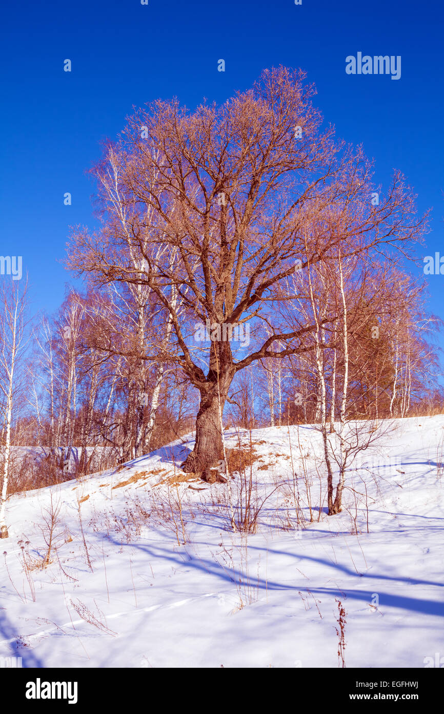 Slope oak tree hi-res stock photography and images - Alamy