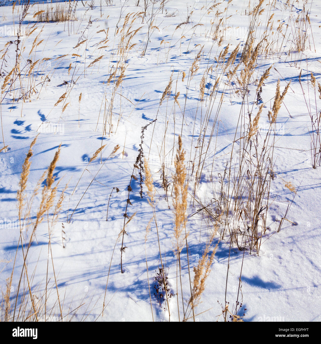 Dry Grass with Snowy Background Nature Landscape Stock Photo - Alamy