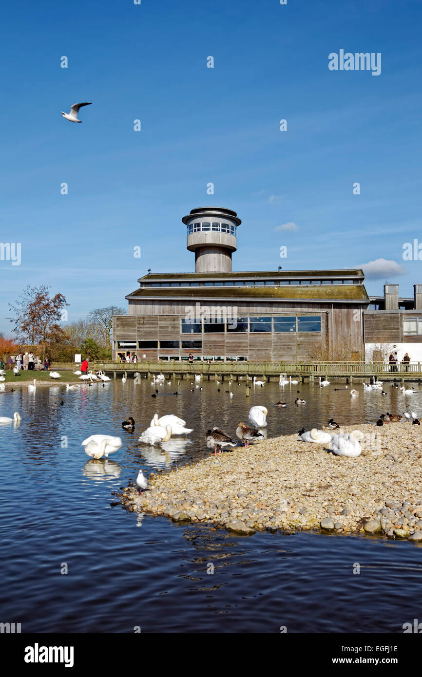 Slimbridge wetland centre england hi-res stock photography and images ...