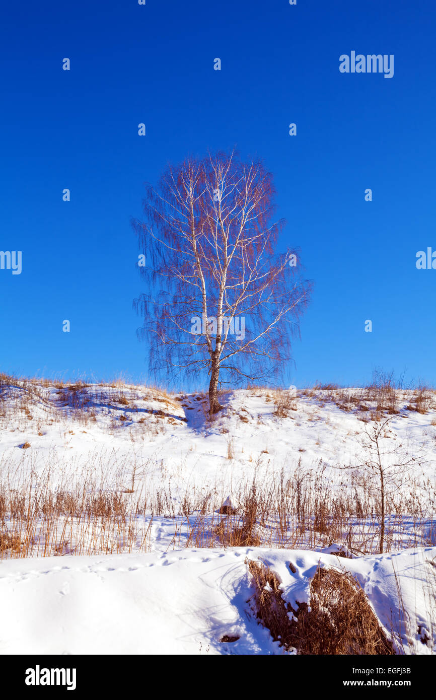 Single Birch Tree at Snowy Slope Winter Landscape Stock Photo - Alamy