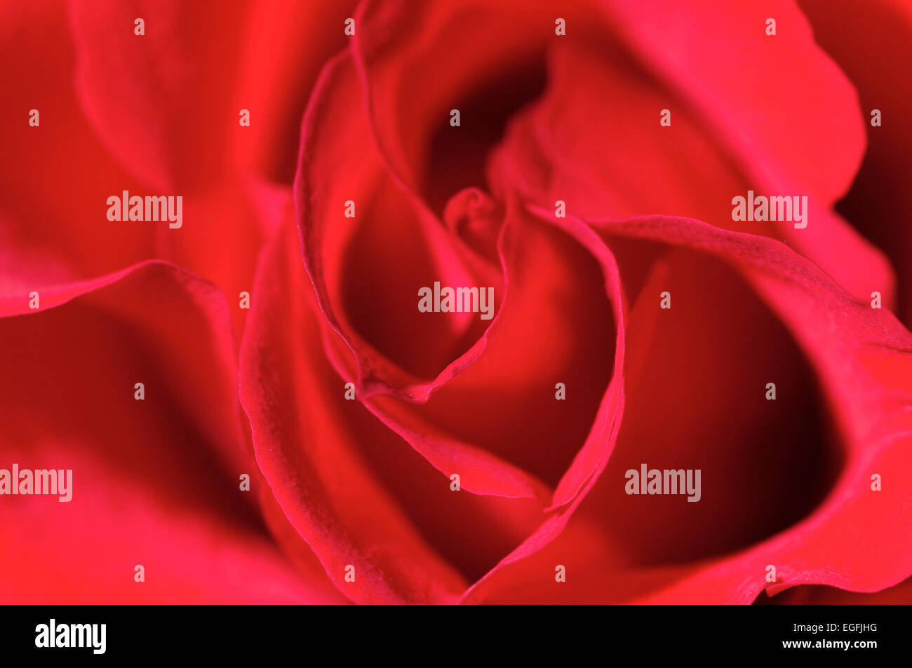 Close up of a red rose Stock Photo - Alamy