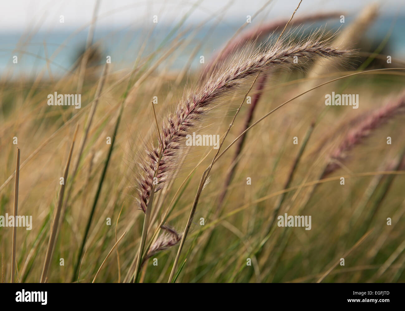 Spikelet grass hi-res stock photography and images - Alamy