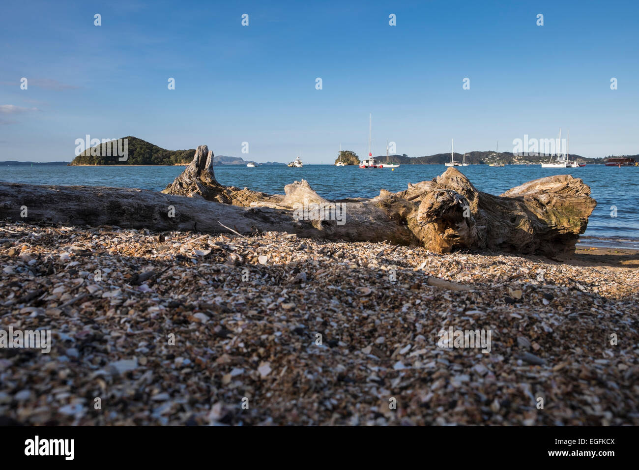 Tree trunk washed up onto the beach at Paihia, Bay of Islands, New ...