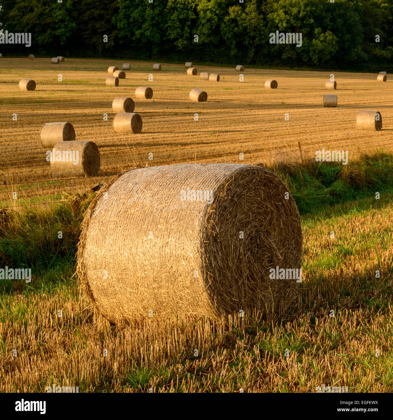 Round hay bales on a field in Petty France, Gloucestershire, UK Stock ...