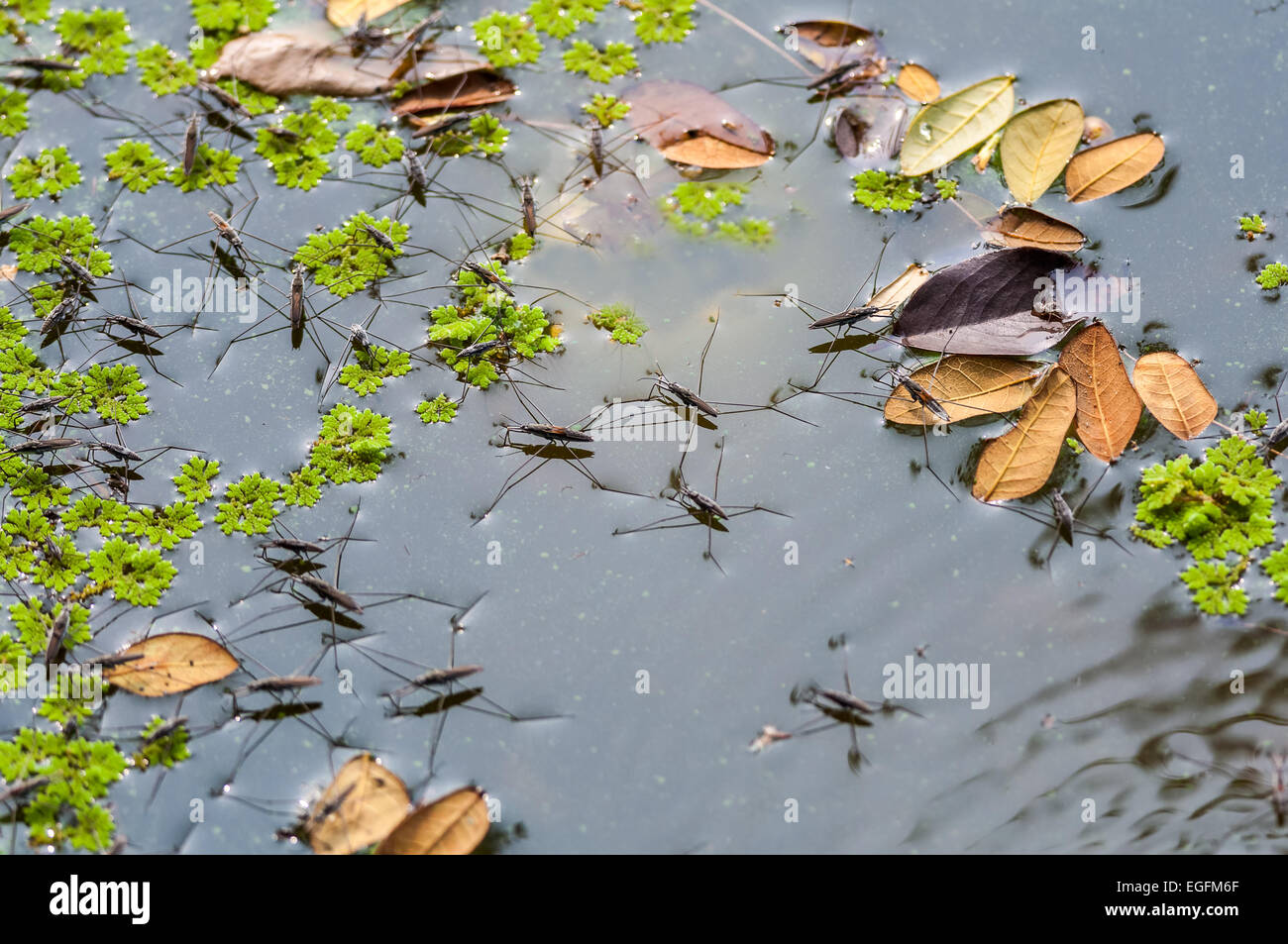 Swarm of Water Striders moving on water with copy space Stock Photo - Alamy