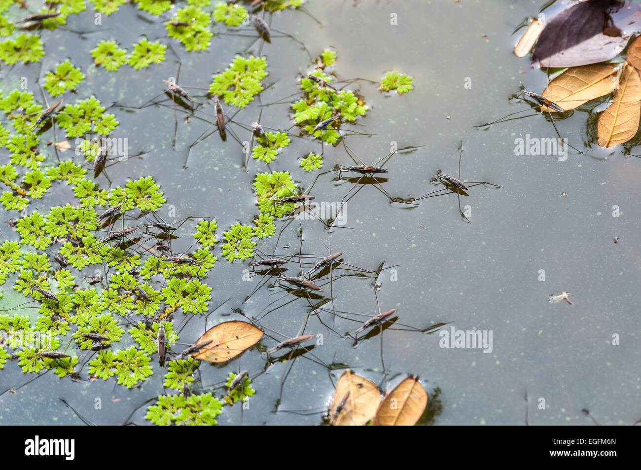 Water striders hi-res stock photography and images - Alamy