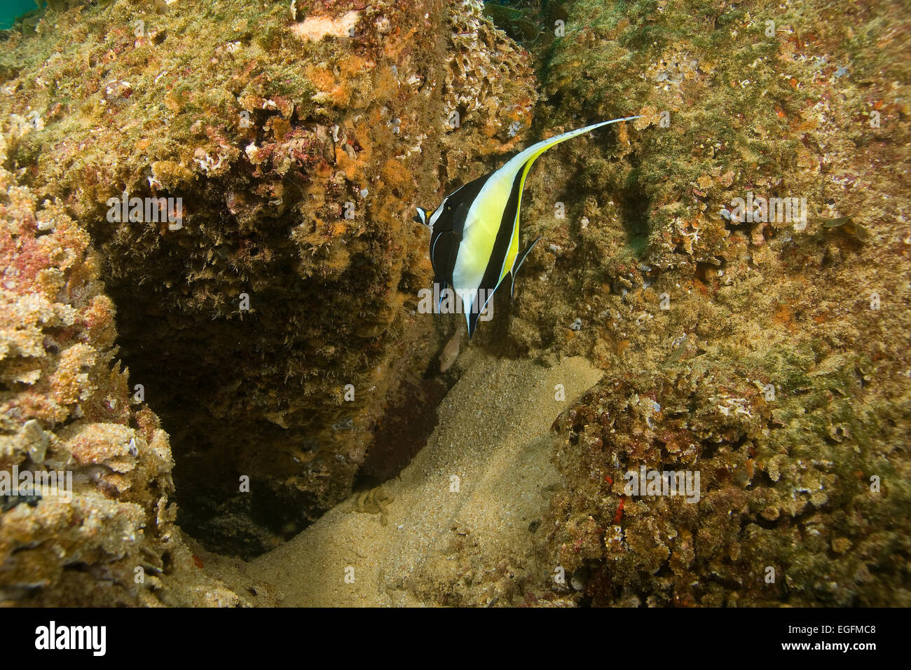 Tropical fish cabo san lucas hi-res stock photography and images - Alamy