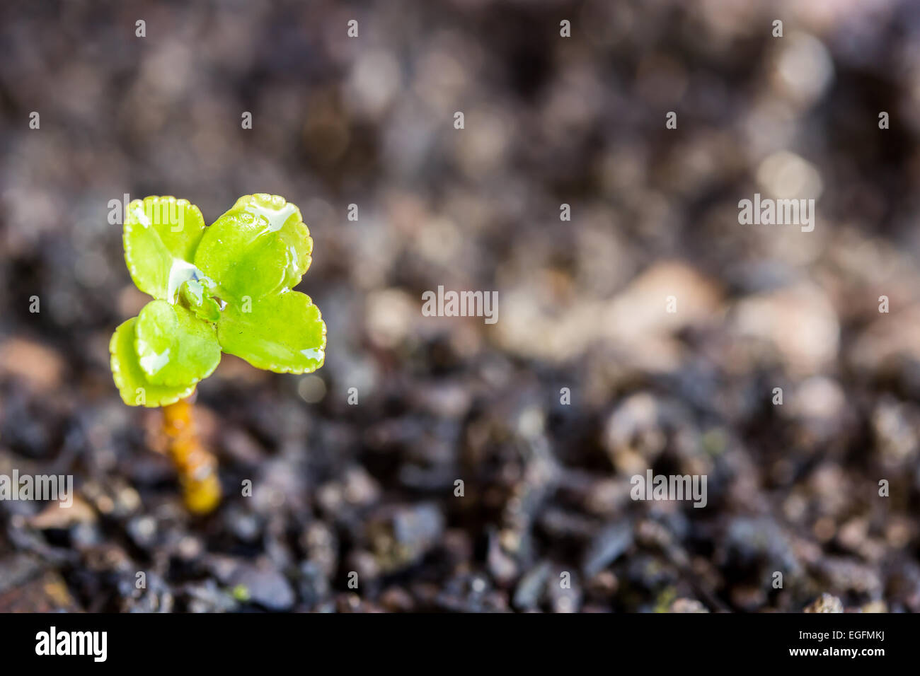 Green sprout hi-res stock photography and images - Alamy