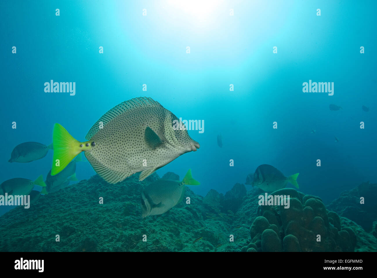 Tropical fish at Cabo San Lucas, Mexico Coral Reef Stock Photo - Alamy