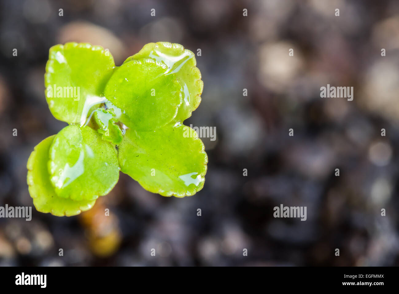 Green sprout seed hi-res stock photography and images - Alamy