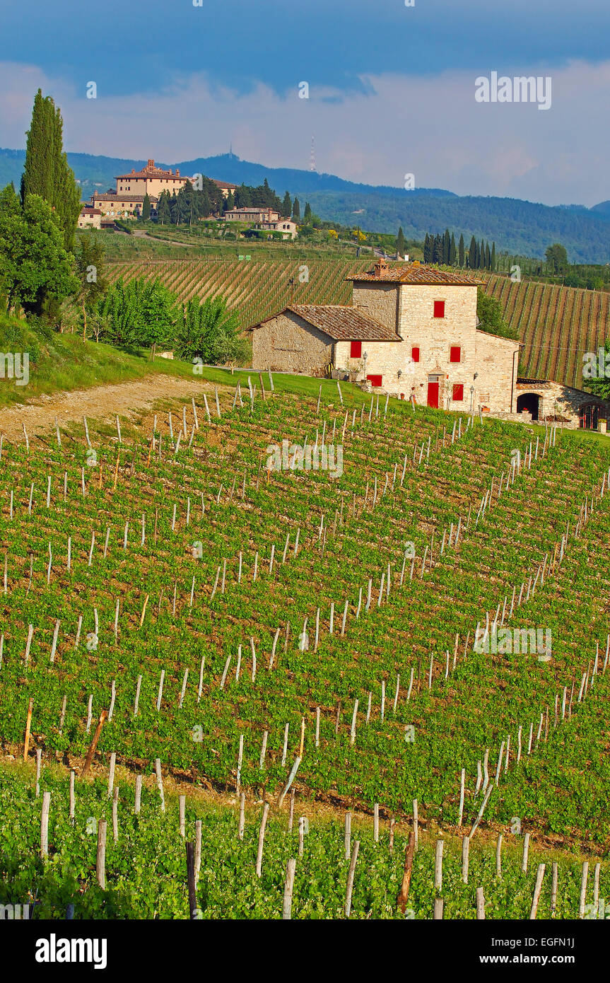 Vineyards, Near Radda in Chianti, Chianti, Tuscany landscape, Siena ...