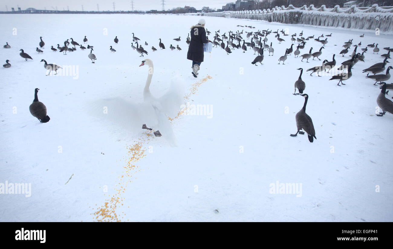 Dead canada geese hi-res stock photography and images - Alamy