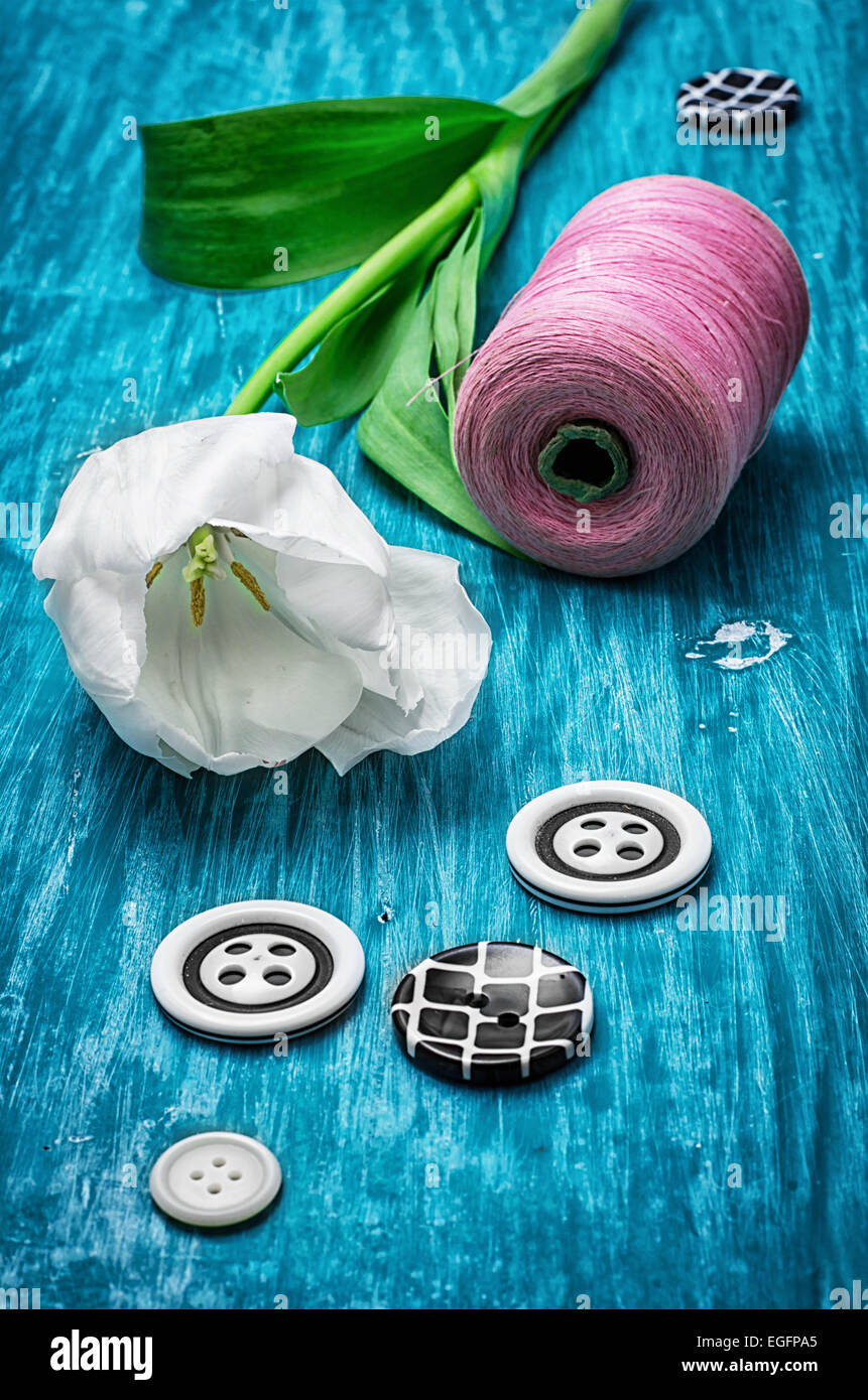 one white tulip and buttons with threads on turquoise wooden background ...