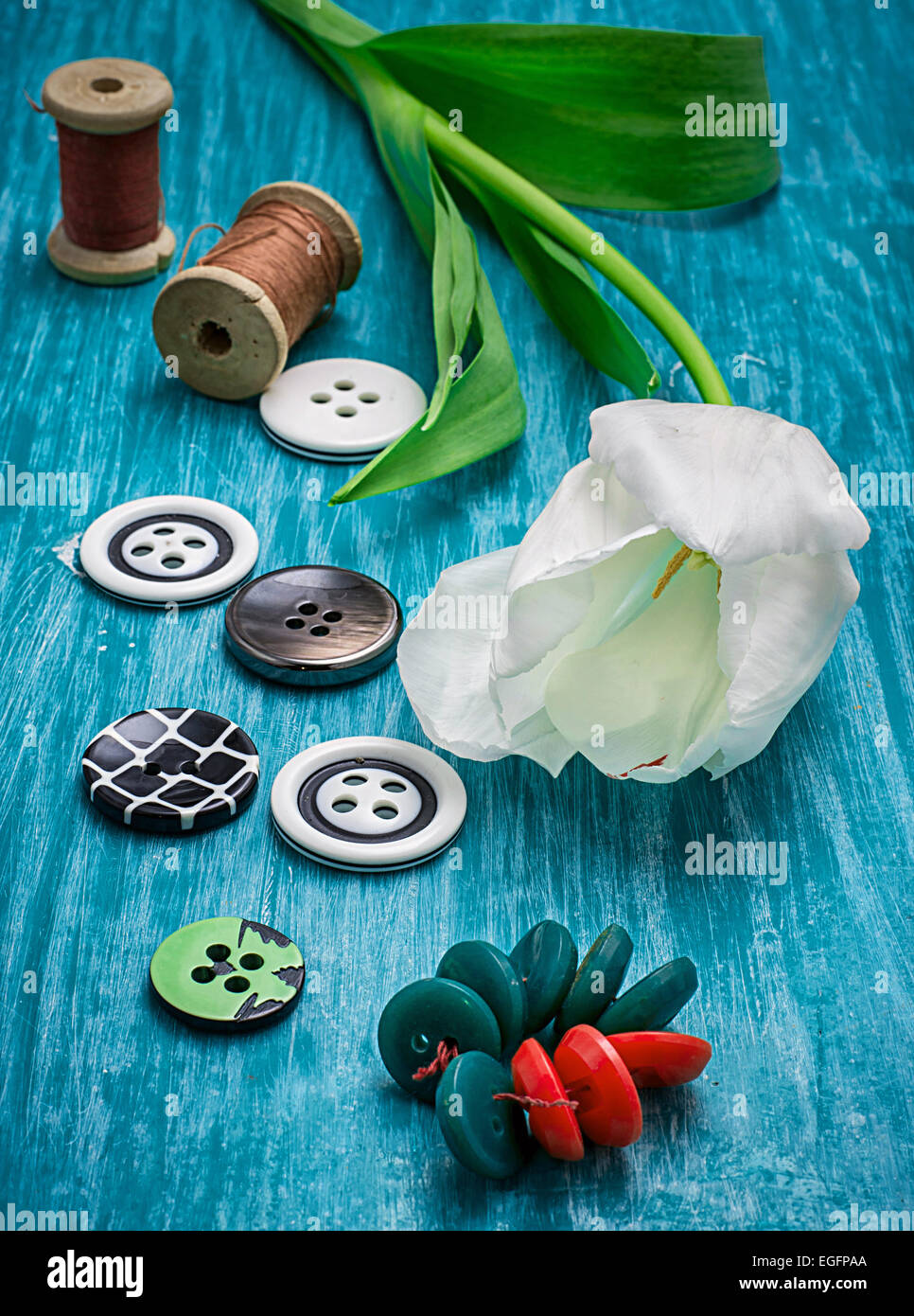 one white tulip and buttons with threads on turquoise wooden background ...