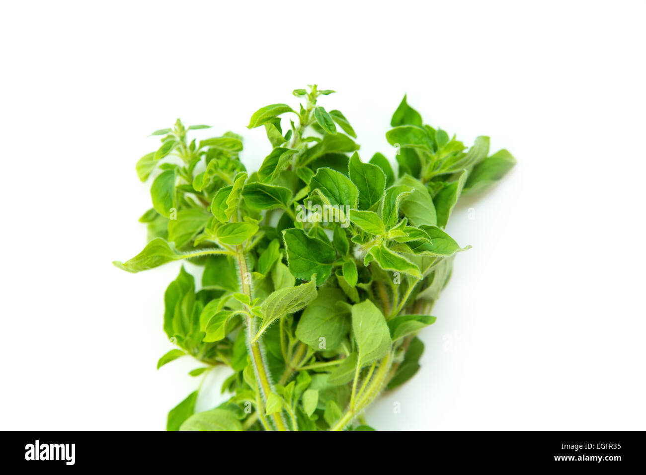 Fresh Oregano on a white background Stock Photo - Alamy