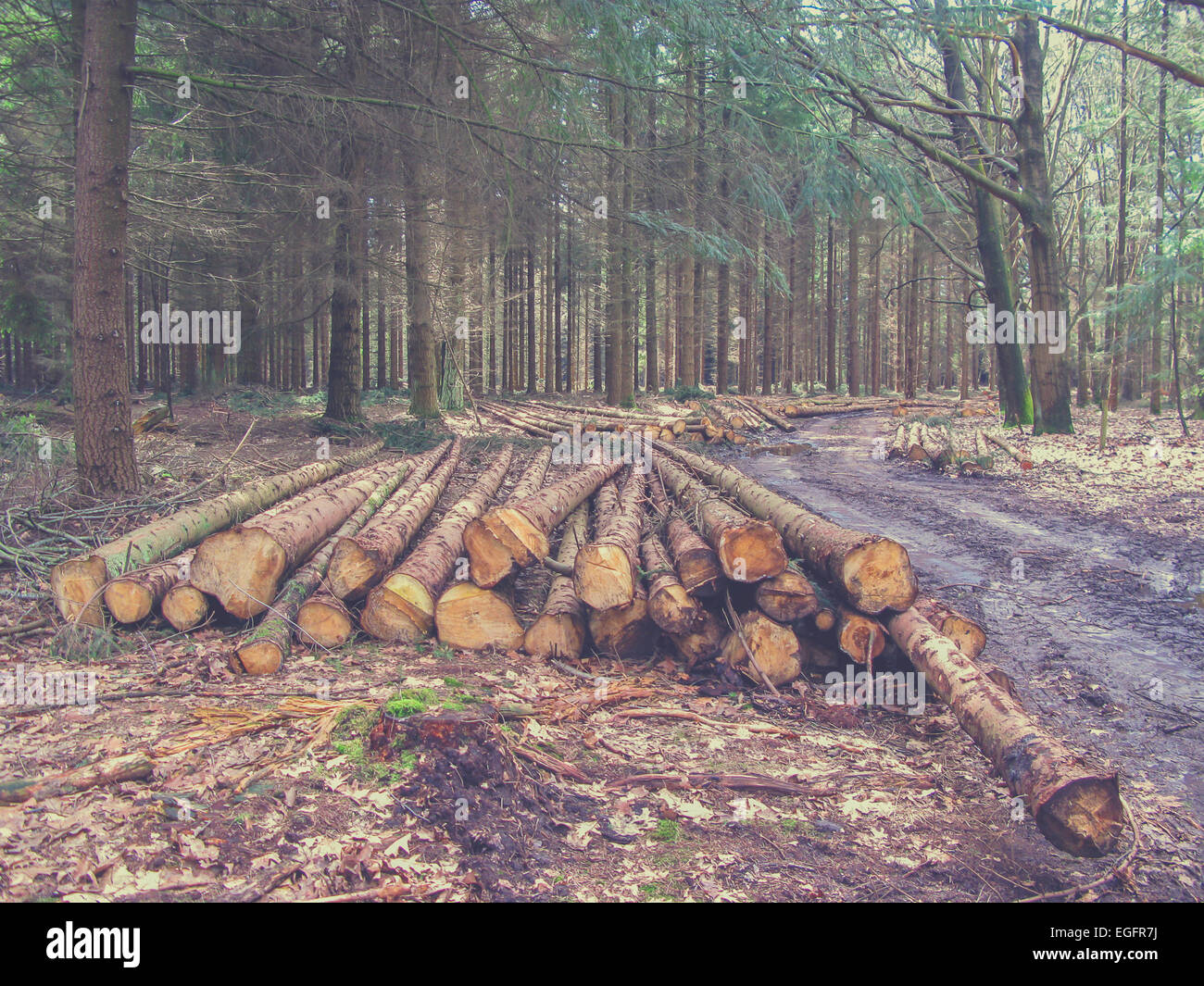 Timber Stack on a clear cutting area Stock Photo - Alamy