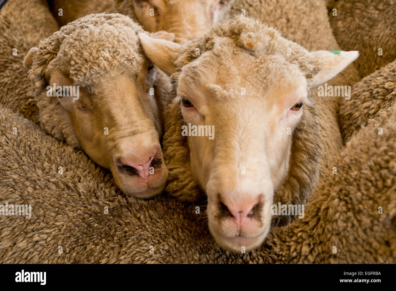 Sheep shear australia hi-res stock photography and images - Alamy